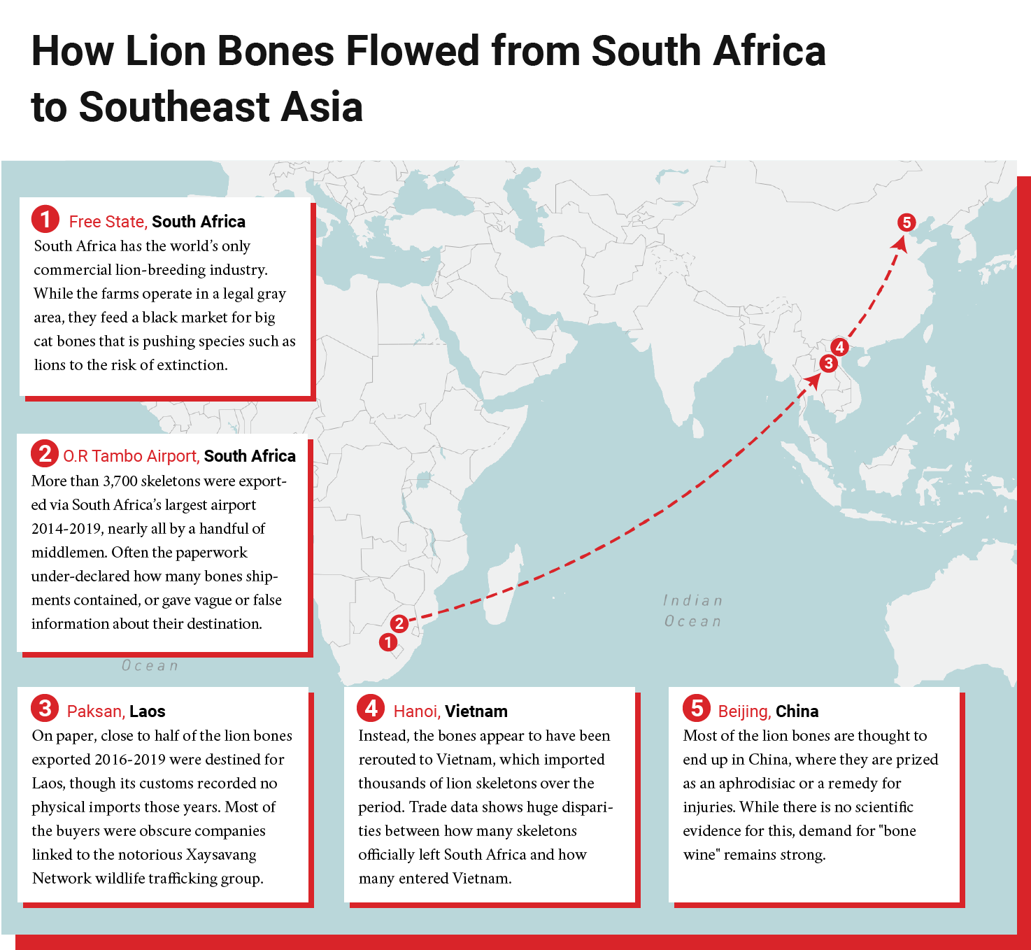 Inside South Africa’s Brutal Lion Bone Trade | OCCRP