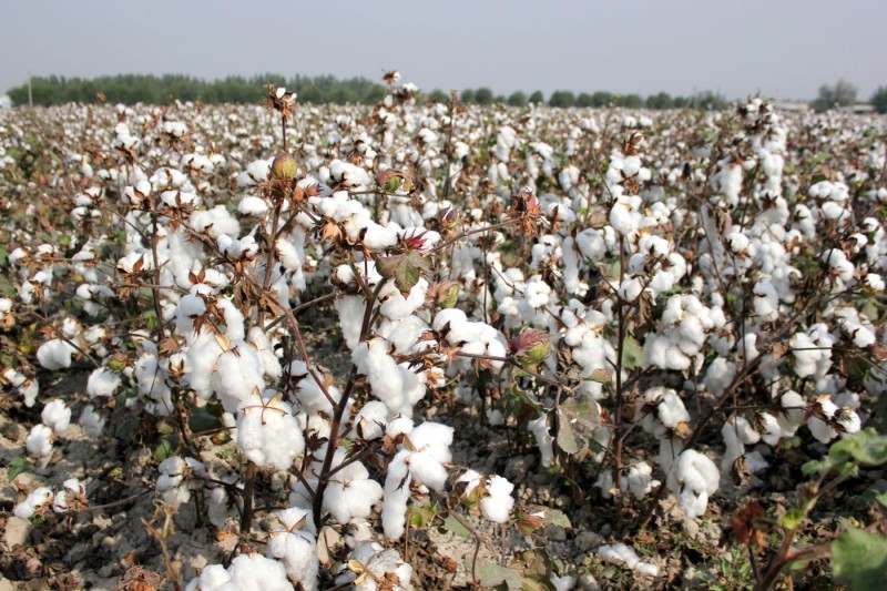 Central Asian Cotton Powers Russia’s Sanctioned Gunpowder Plants | OCCRP