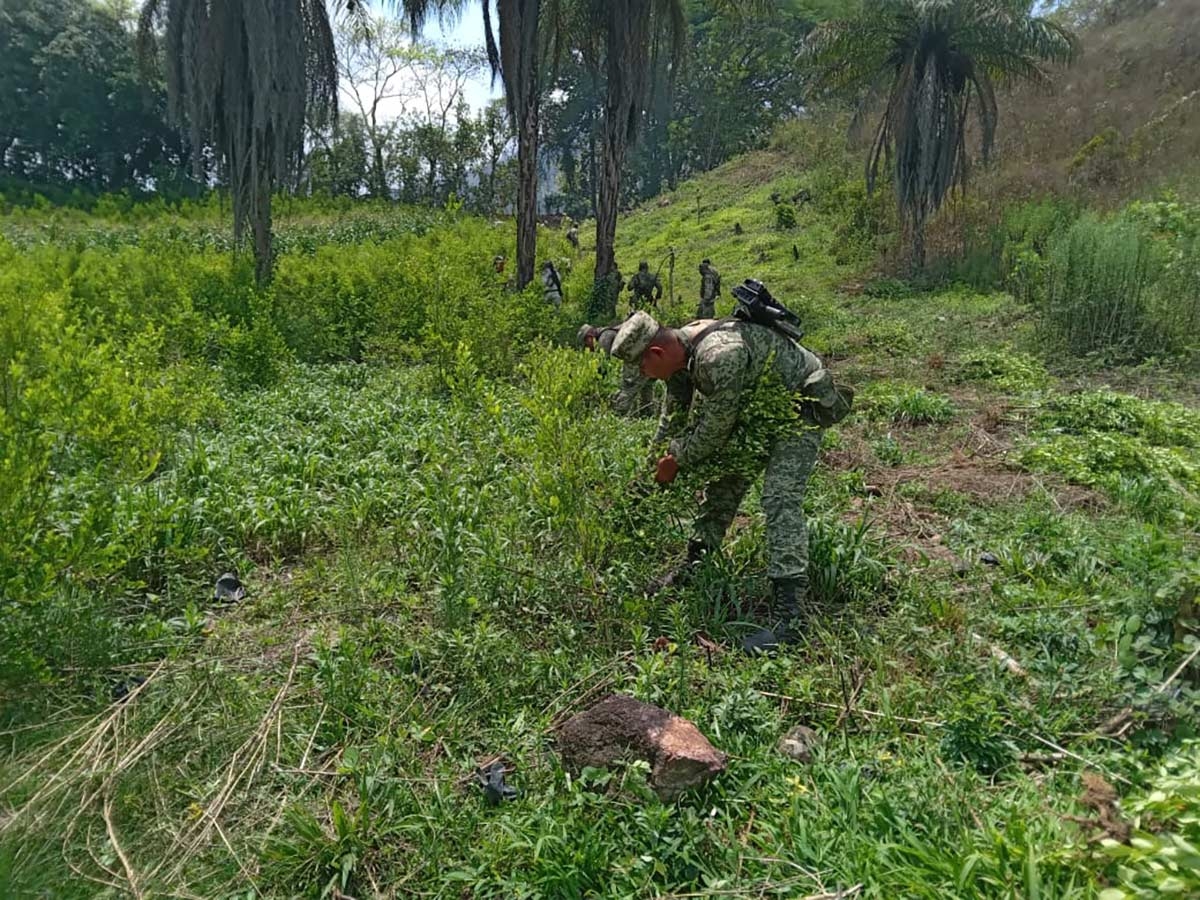 Cocaine Everywhere All at Once: How Drug Production Is Spreading Into ...