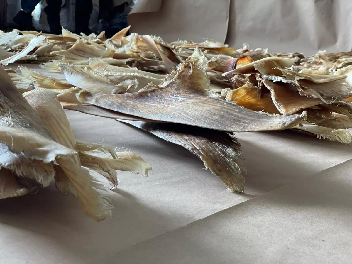 Illegal Shark Fin Bust Leads to Company Owned by Colombian Drug Lord’s ...