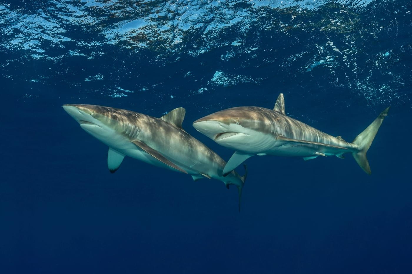 Illegal Shark Fin Bust Leads to Company Owned by Colombian Drug Lord’s ...